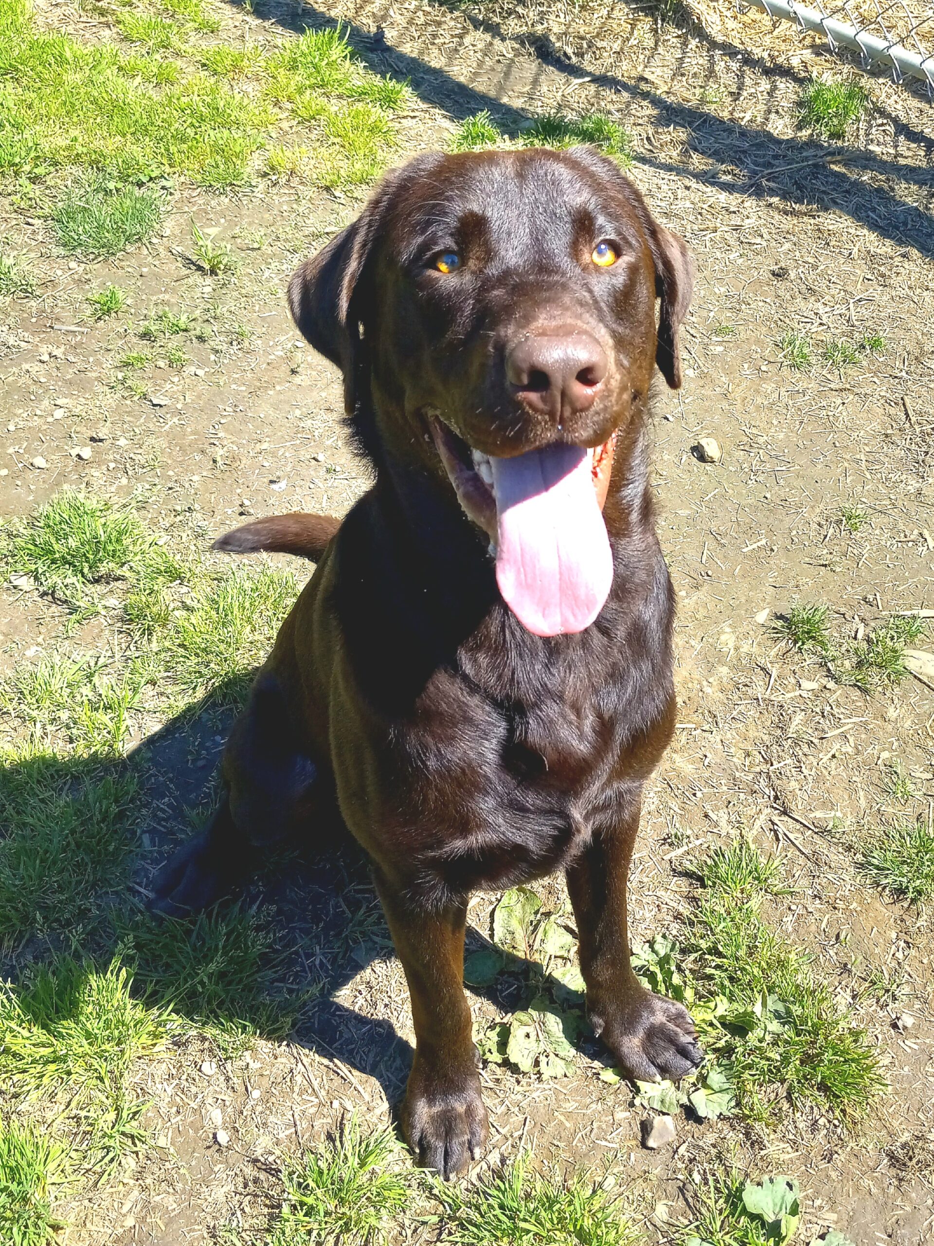 Gunner Is NCCR Dog Of Week | News, Sports, Jobs - Post Journal